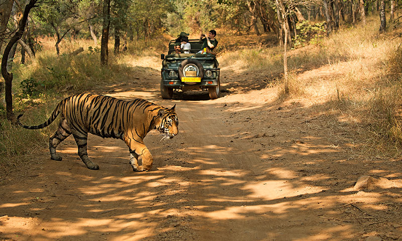 Weekend Gateway to Jim Corbett National Park - Wild Life Experience
